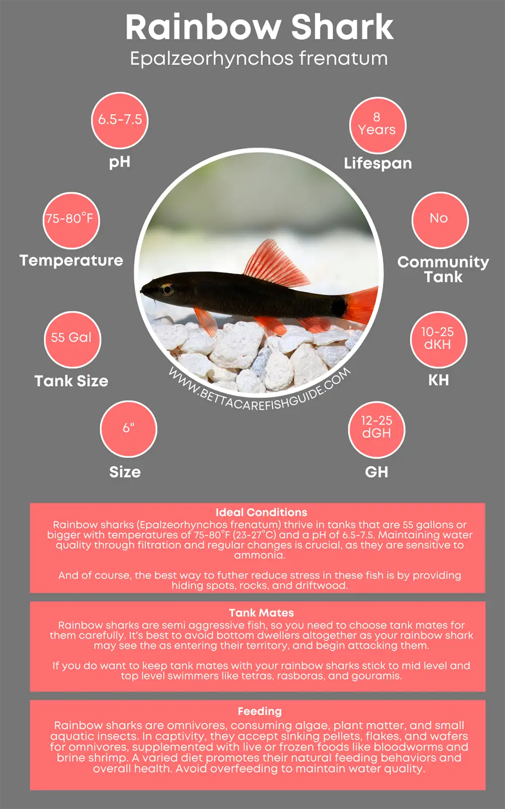 15 Best Freshwater Sharks For Your Fish Tank