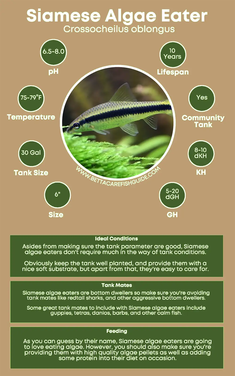 15 Best Freshwater Sharks For Your Fish Tank