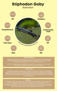22 Types Of Freshwater Goby (Common To Rare)