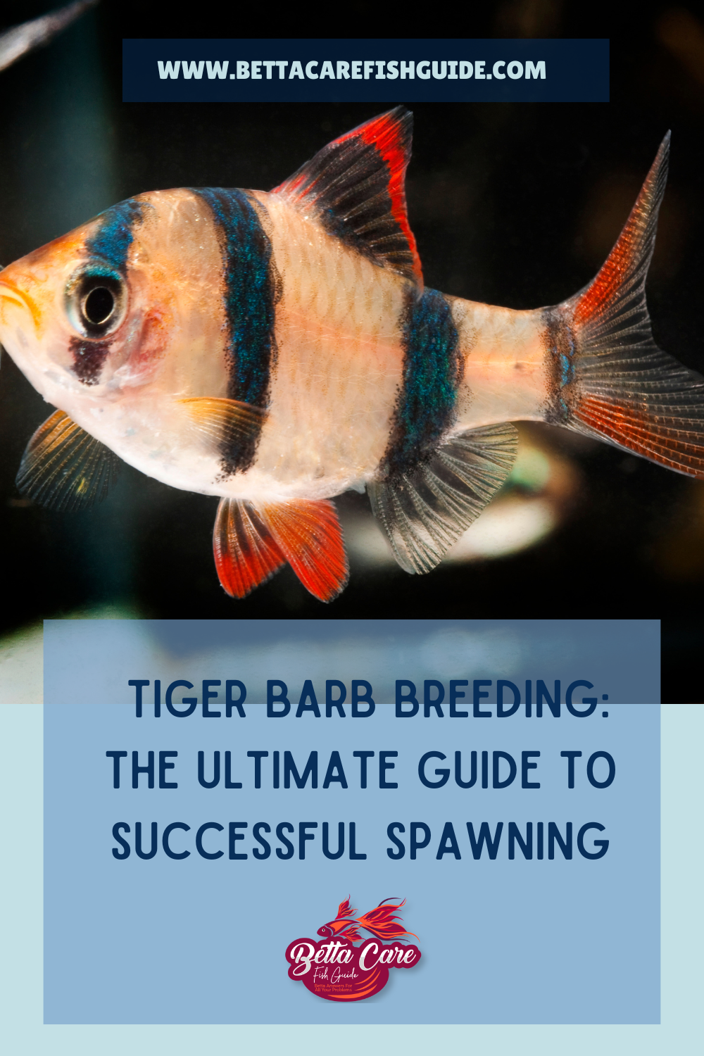 Tiger Barb Breeding: The Ultimate Guide to Successful Spawning