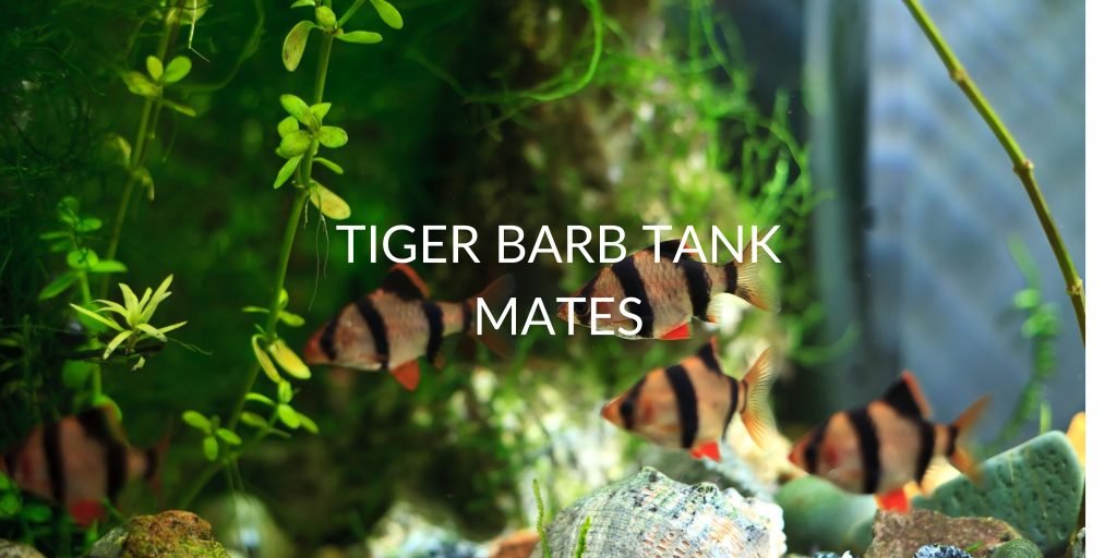 Tiger Barb Tank Mates: 12 Best & 7 Worst