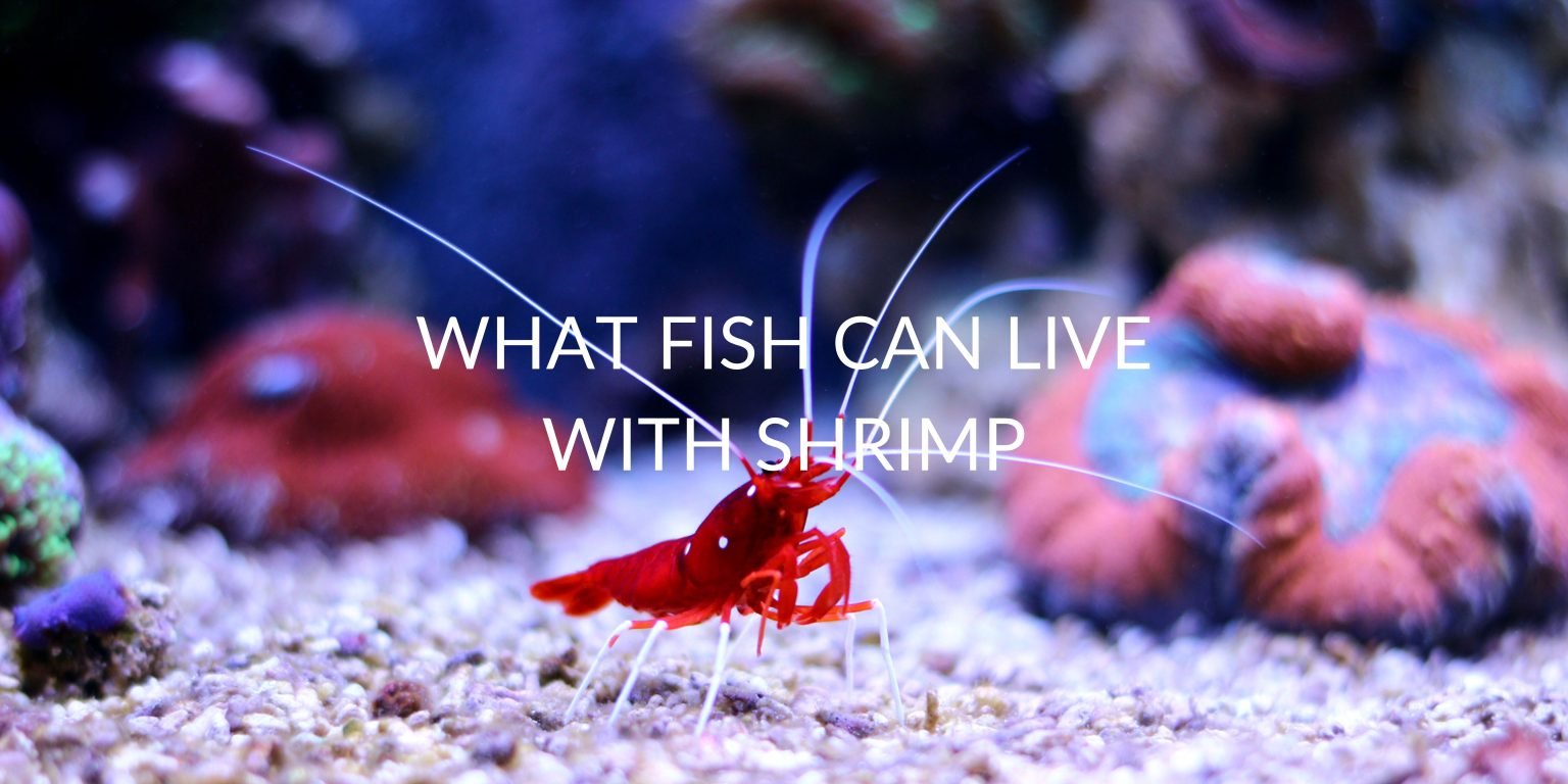 What Fish Can Live with Shrimp? Discover The 14 Best Tank Mates