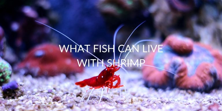 What Fish Can Live with Shrimp? Discover The 14 Best Tank Mates