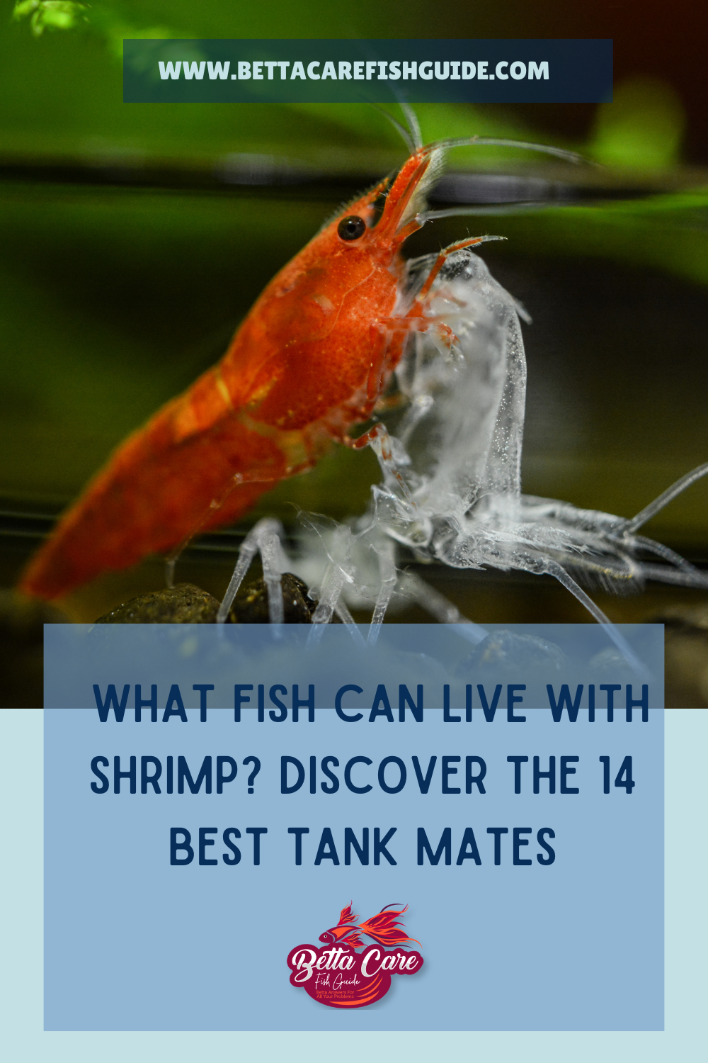 What Fish Can Live with Shrimp? Discover The 14 Best Tank Mates