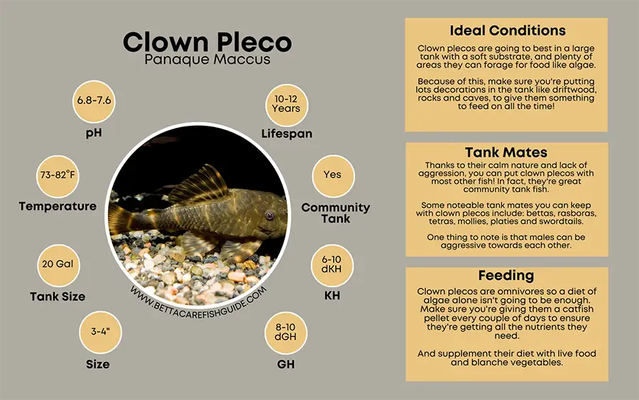 Pleco Care - Complete Guide (From Start To Finish)