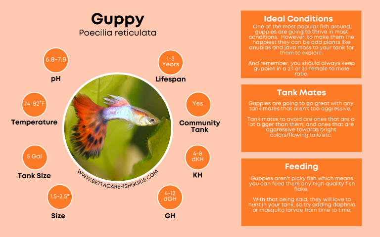 What Fish Can Live with Shrimp? Discover The 14 Best Tank Mates