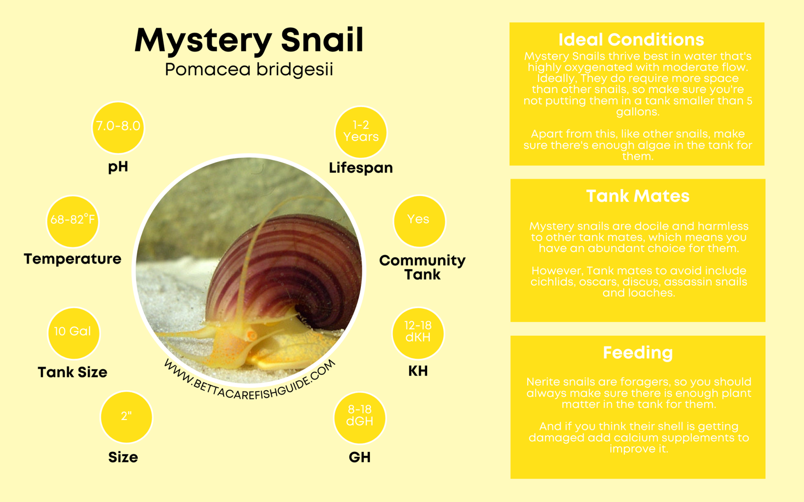 Betta Tank Mates: 30+ Fish That Can Live With Bettas - Betta Care Fish ...