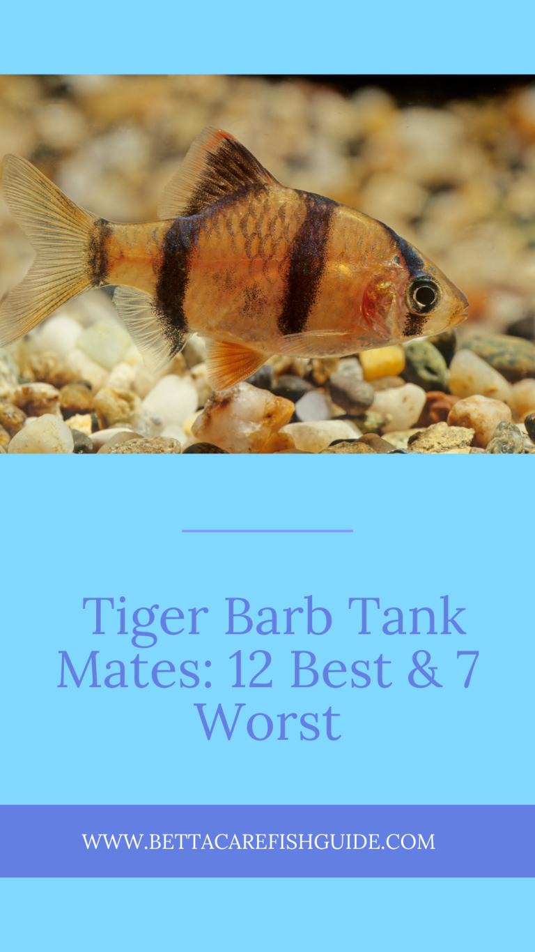 Tiger Barb Tank Mates: 12 Best & 7 Worst
