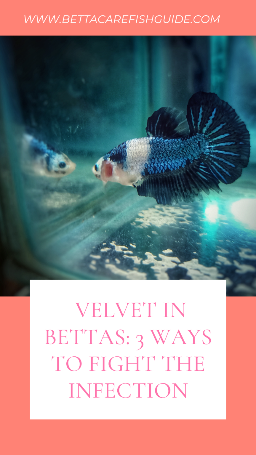 Velvet In Bettas: 3 Ways To Fight The Infection