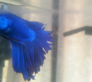 Fin Rot In Bettas: 3 FAST Ways To Cure & Spot It - Betta Care Fish Guide