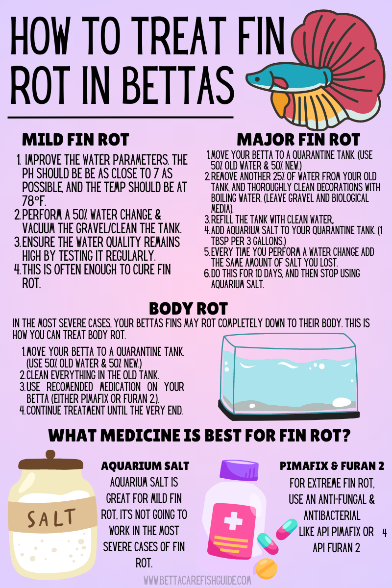 Fin Rot In Bettas: 3 FAST Ways To Cure & Spot It - Betta Care Fish Guide