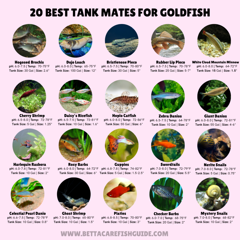 Goldfish Tank Mates: 20 Best Choices & Why They're Great - Betta Care ...