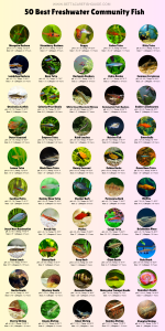 51 Best Community Fish For Your Tank (& Care Guides) - Betta Care Fish ...