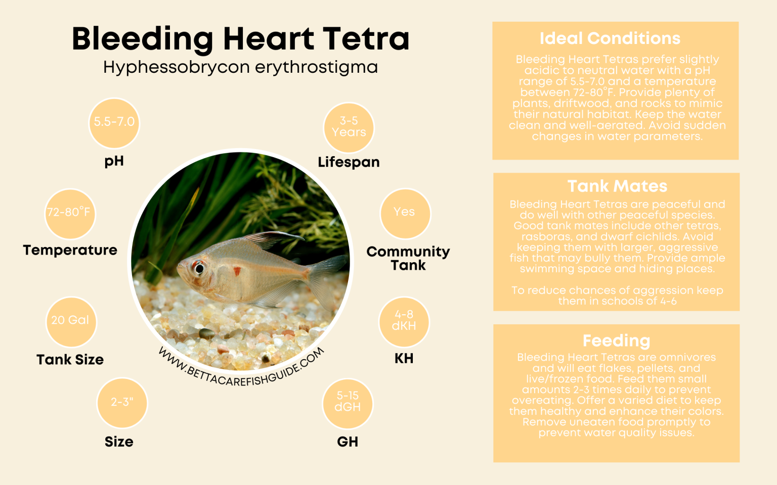 Types Of Tetra: Top 41 Species With Care Sheets