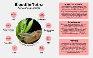Types Of Tetra: Top 41 Species With Care Sheets