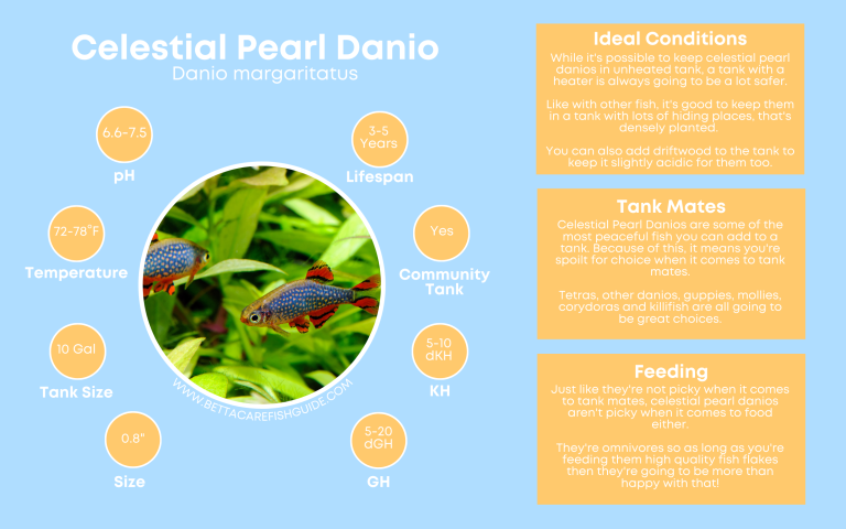 What Fish Can Live with Shrimp? Discover The 14 Best Tank Mates