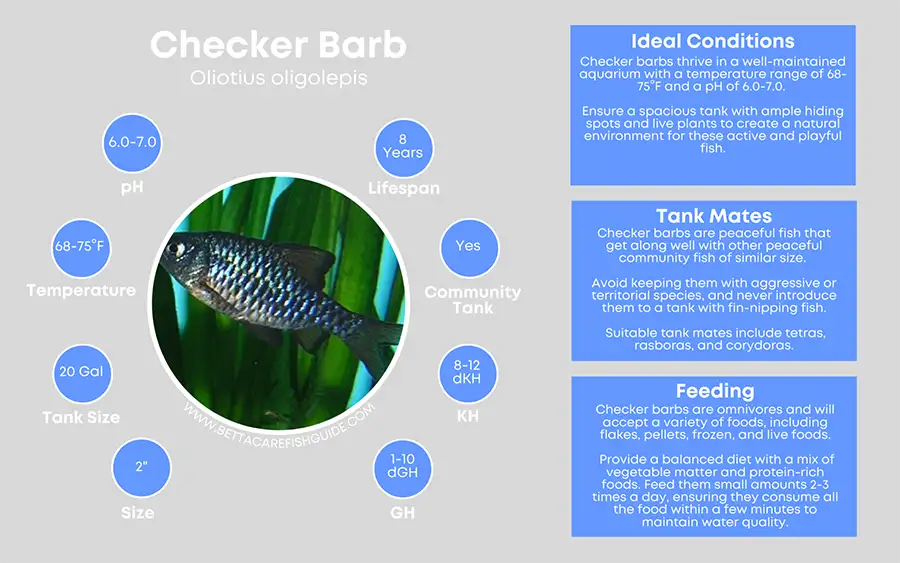 51 Best Community Fish For Your Tank (Care Guides Included)