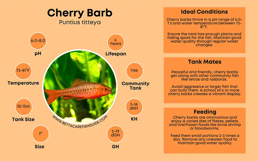 Cherry Barb Care: A Complete Fish Species Profile