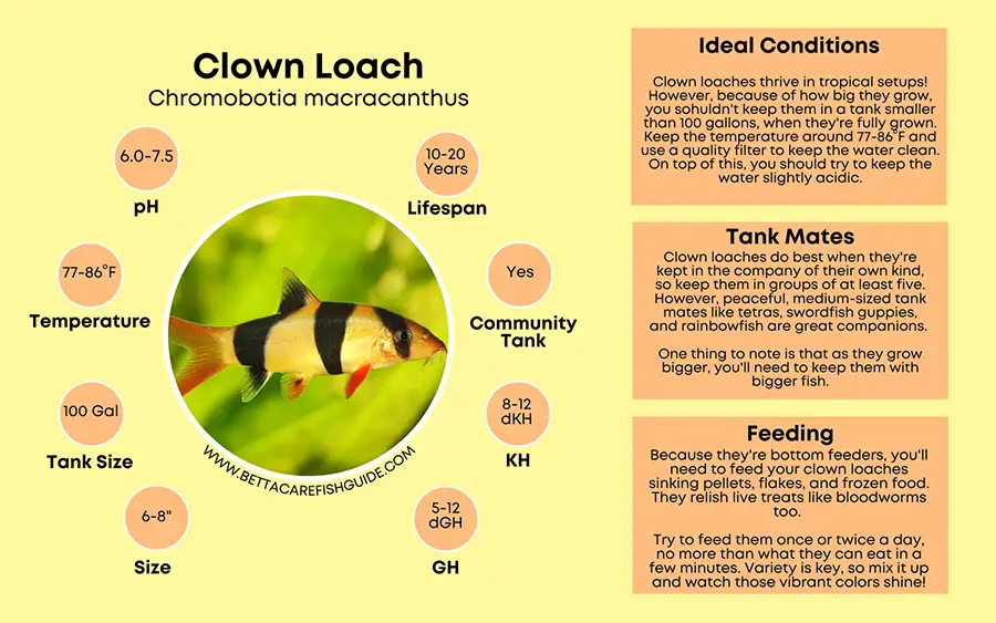 51 Best Community Fish For Your Tank (Care Guides Included)