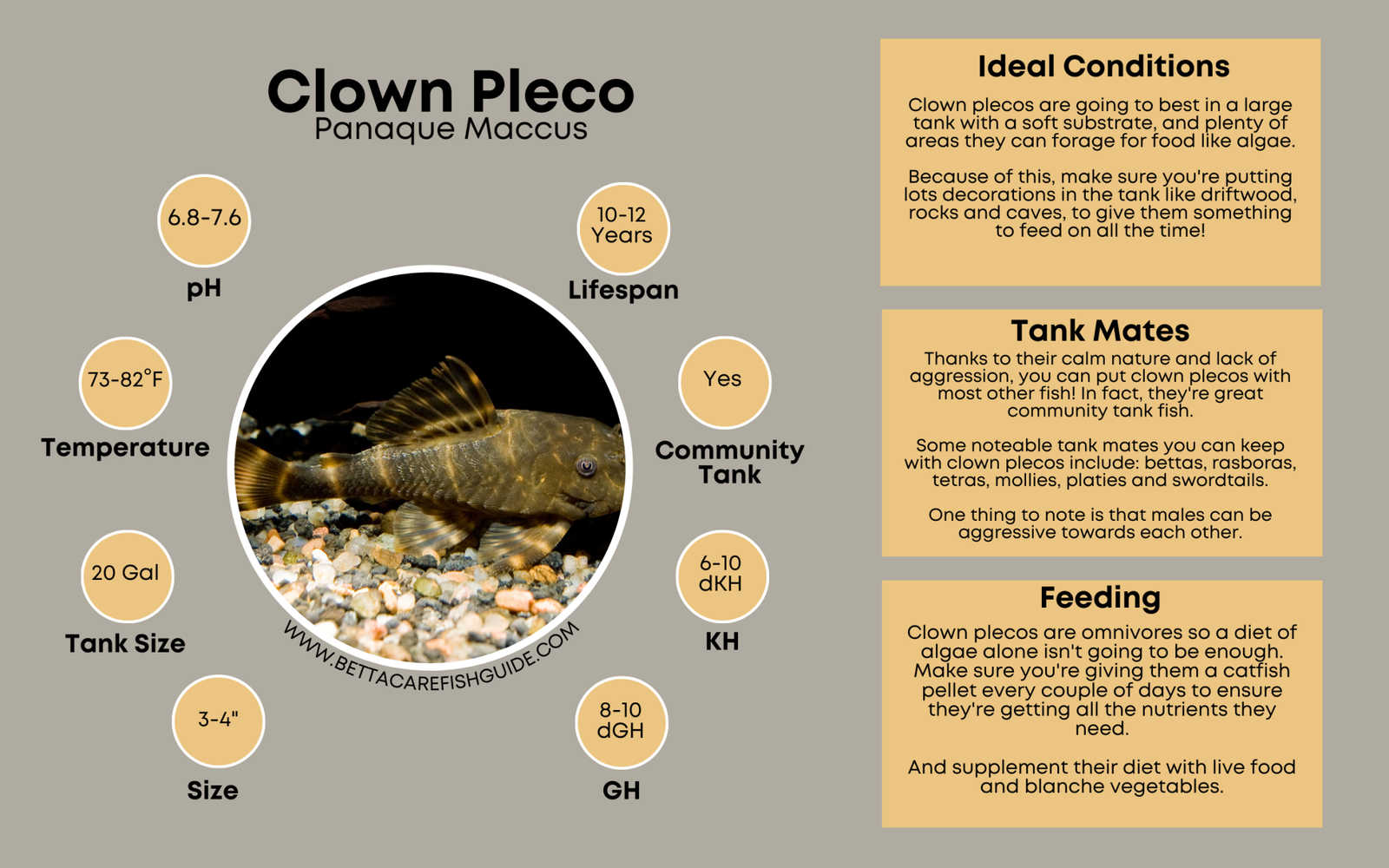 25 Types Of Plecos: Which Is Best & How To Care For Them - Betta Care ...