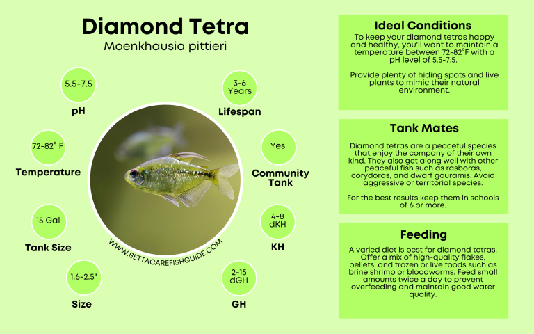 Types Of Tetra: Top 41 Species With Care Sheets