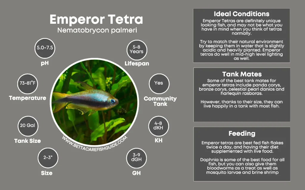 51 Best Community Fish For Your Tank (Care Guides Included)