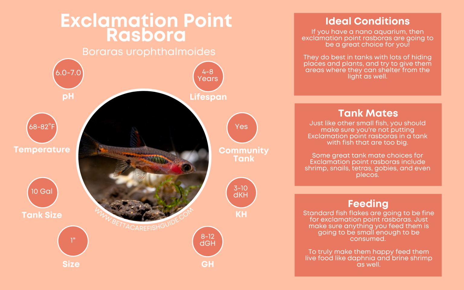 27 Different Types Of Rasbora (& How To Care For Them) - Betta Care ...