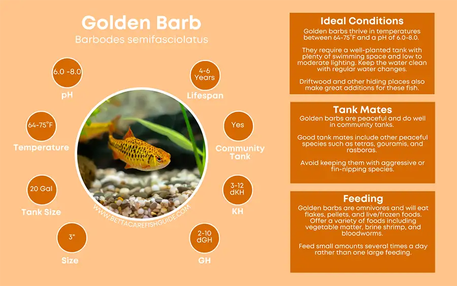 51 Best Community Fish For Your Tank (Care Guides Included)