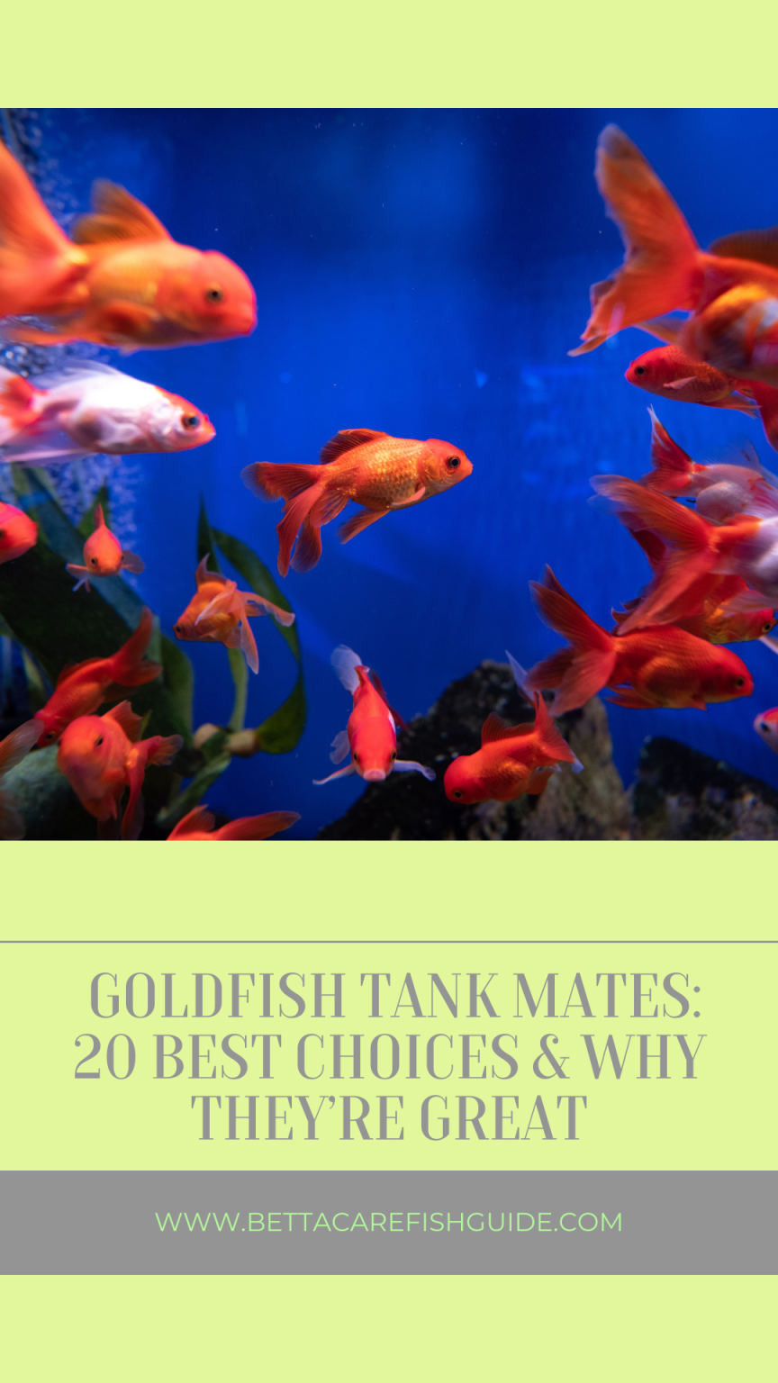 Goldfish Tank Mates: 20 Best Choices & Why They're Great - Betta Care ...