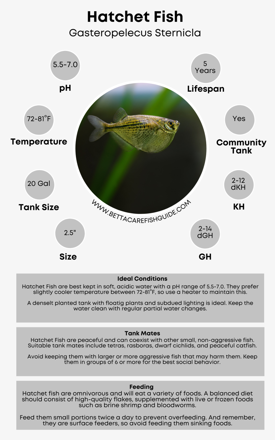 51 Best Community Fish For Your Tank (& Care Guides) - Betta Care Fish ...
