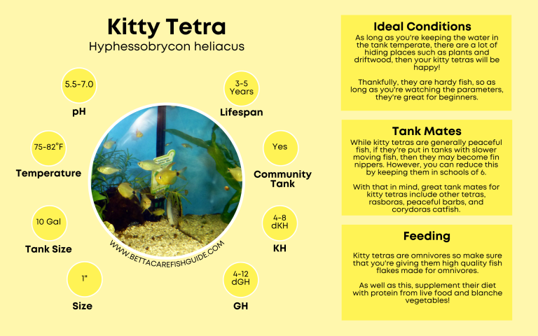 51 Best Community Fish For Your Tank (& Care Guides) - Betta Care Fish ...