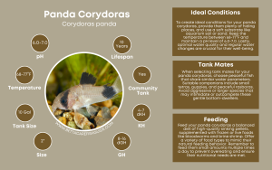 27 Types Of Corydoras With Pictures (& How To Care For Them) - Betta ...