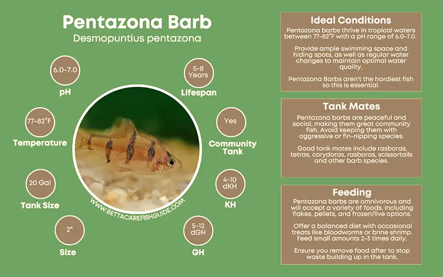 26 Types Of Barbs For Your Tank