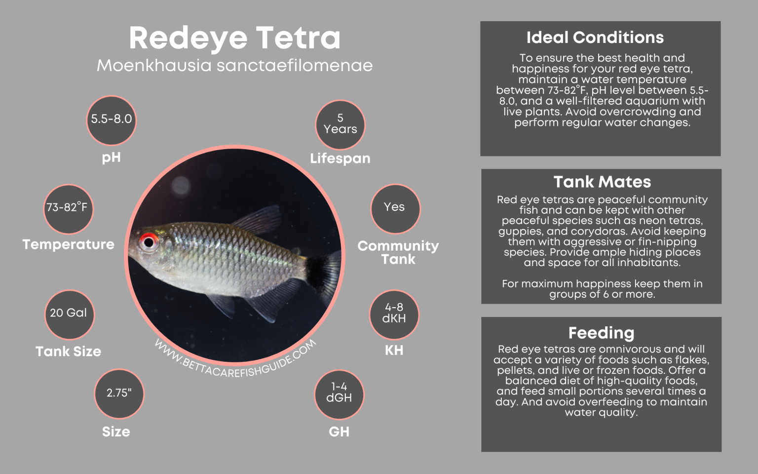 Types Of Tetra: Top 41 Species With Care Sheets
