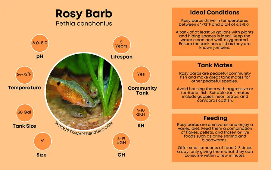 51 Best Community Fish For Your Tank (Care Guides Included)