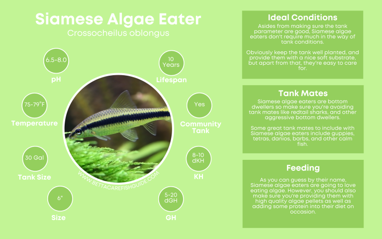 22 Best Fish For Planted Tanks (& What To Look For) - Betta Care Fish Guide