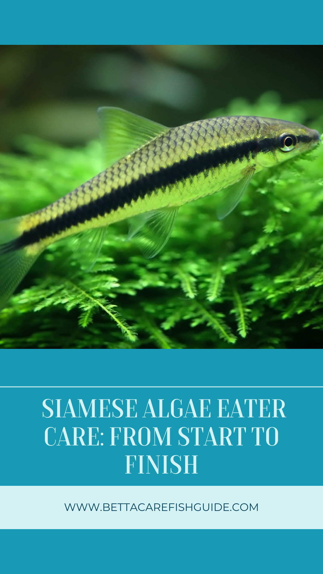 Siamese Algae Eater Care: From Start To Finish - Betta Care Fish Guide