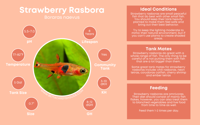 51 Best Community Fish For Your Tank (& Care Guides) - Betta Care Fish ...