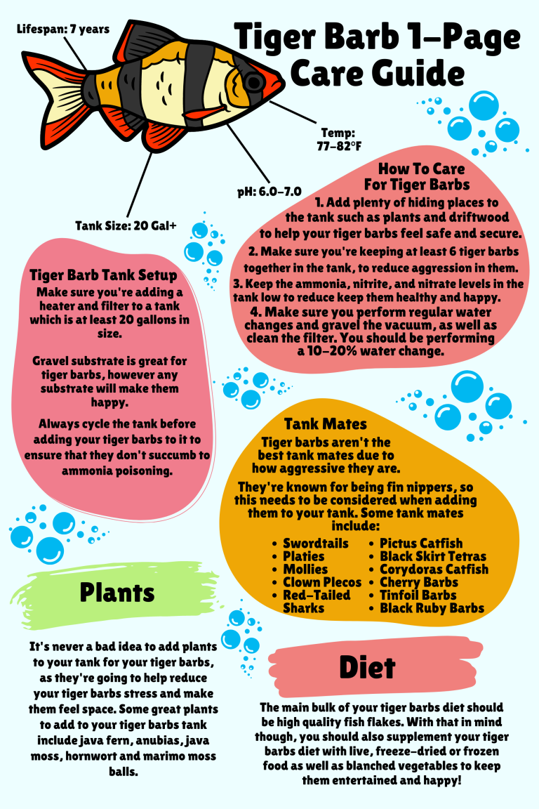 Tiger Barb Care: Ultimate Beginner Guide & Infographic