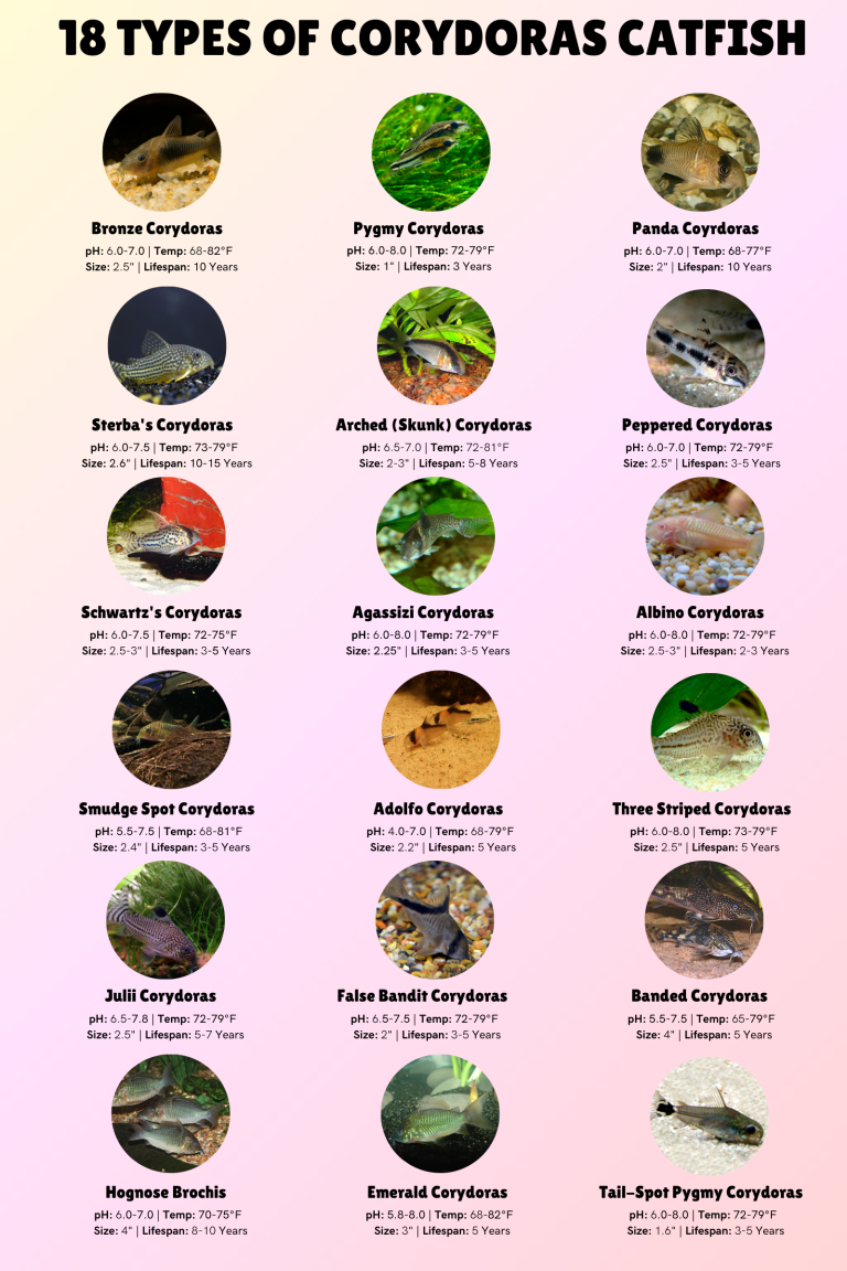 27 Types Of Corydoras With Pictures (& How To Care For Them) - Betta ...