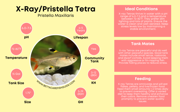Types Of Tetra: Top 41 Species With Care Sheets