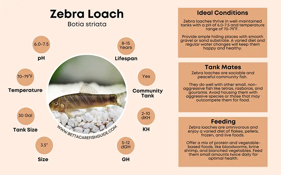 51 Best Community Fish For Your Tank (Care Guides Included)