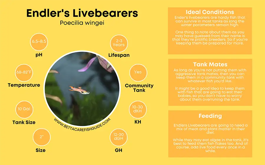Endler's Livebearers: Complete Care Guide - Start To Finish