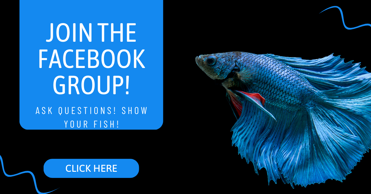 Do Betta Fish Get Bored? And How To Stop It - Betta Care Fish Guide