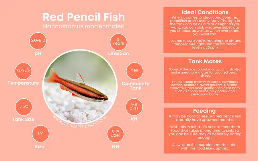 51 Best Community Fish For Your Tank (Care Guides Included)