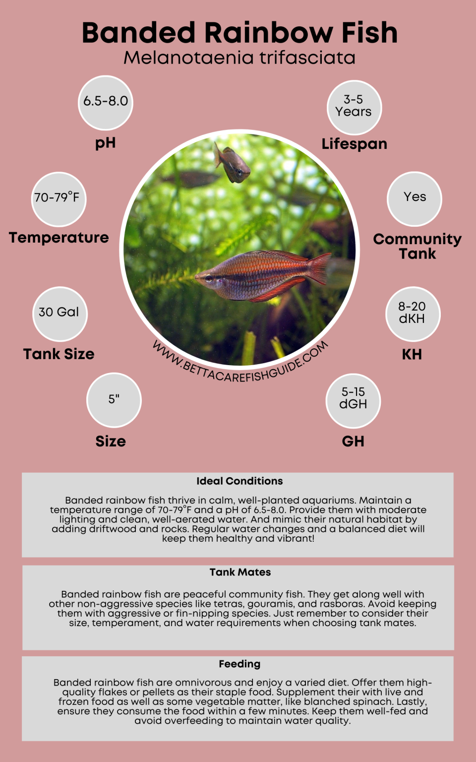 34 Types Of Rainbowfish & How To Care For Them