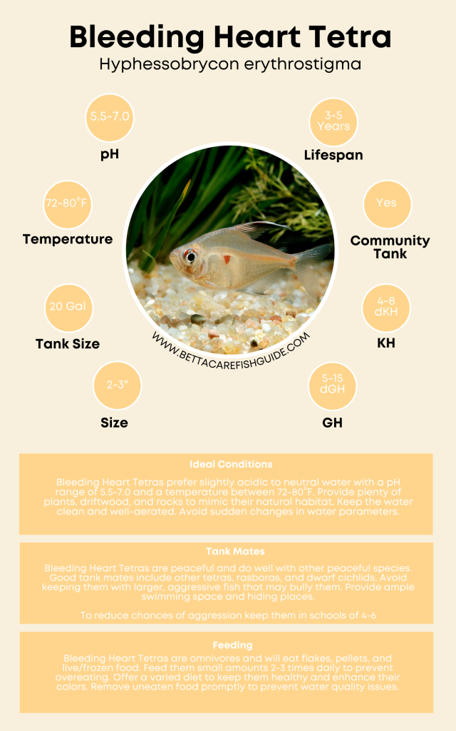 Best Fish For 20 Gallon Tanks: 78 Best Choices