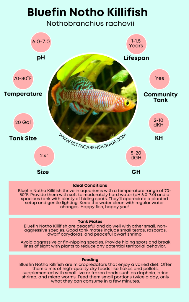 28 Types Of Killifish (& How To Care For Them!)