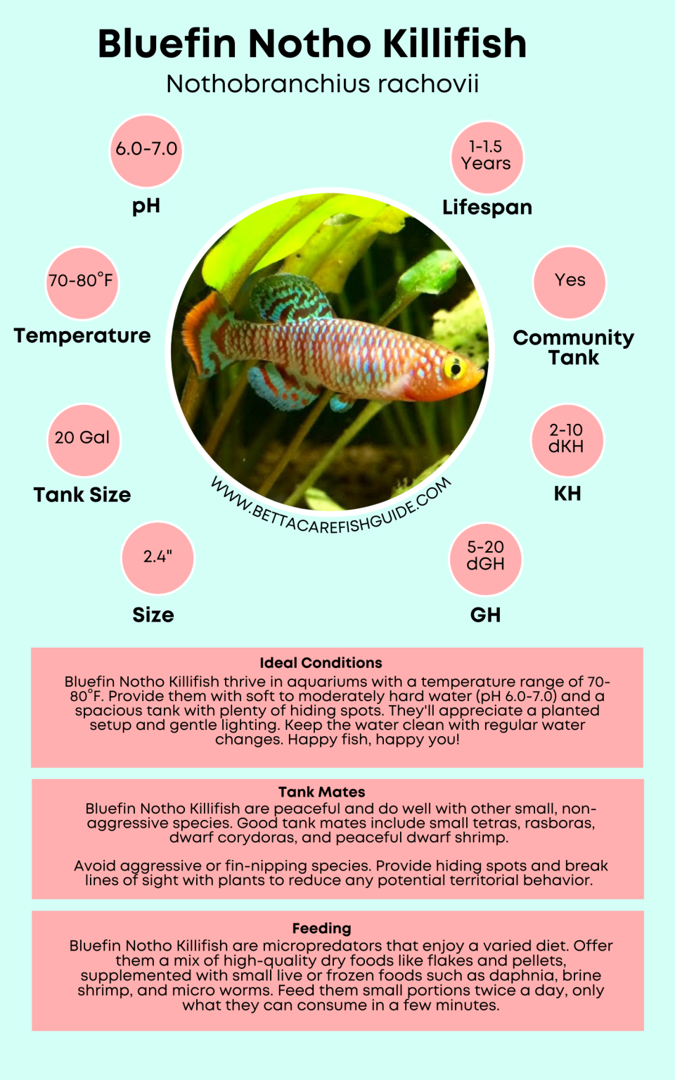28 Types Of Killifish (& How To Care For Them!)