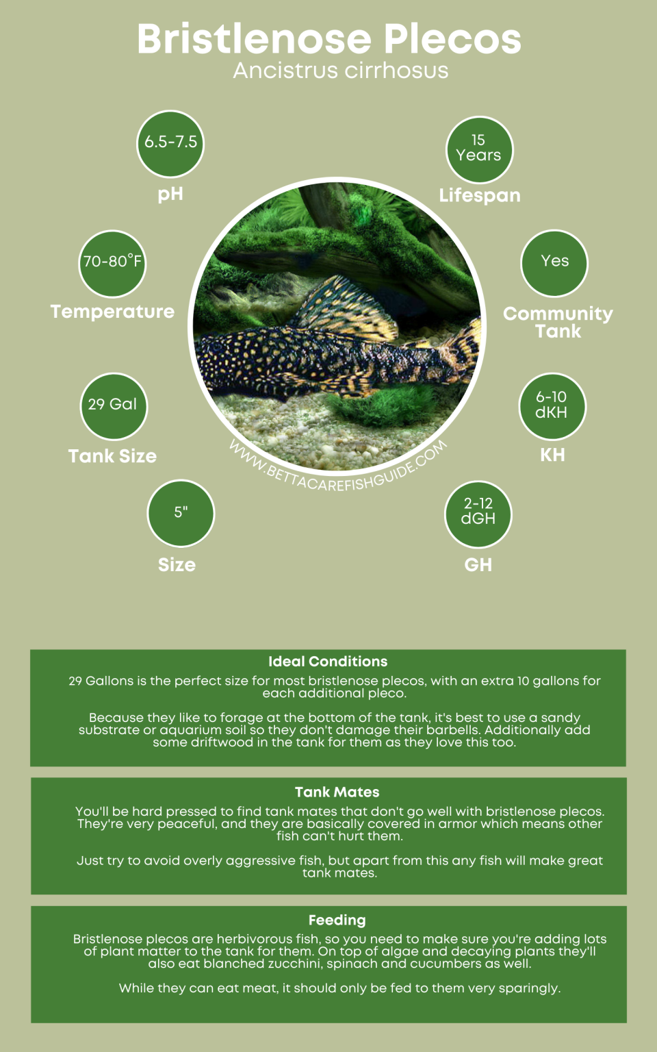 25 Types Of Plecos: Which Is Best & How To Care For Them - Betta Care ...